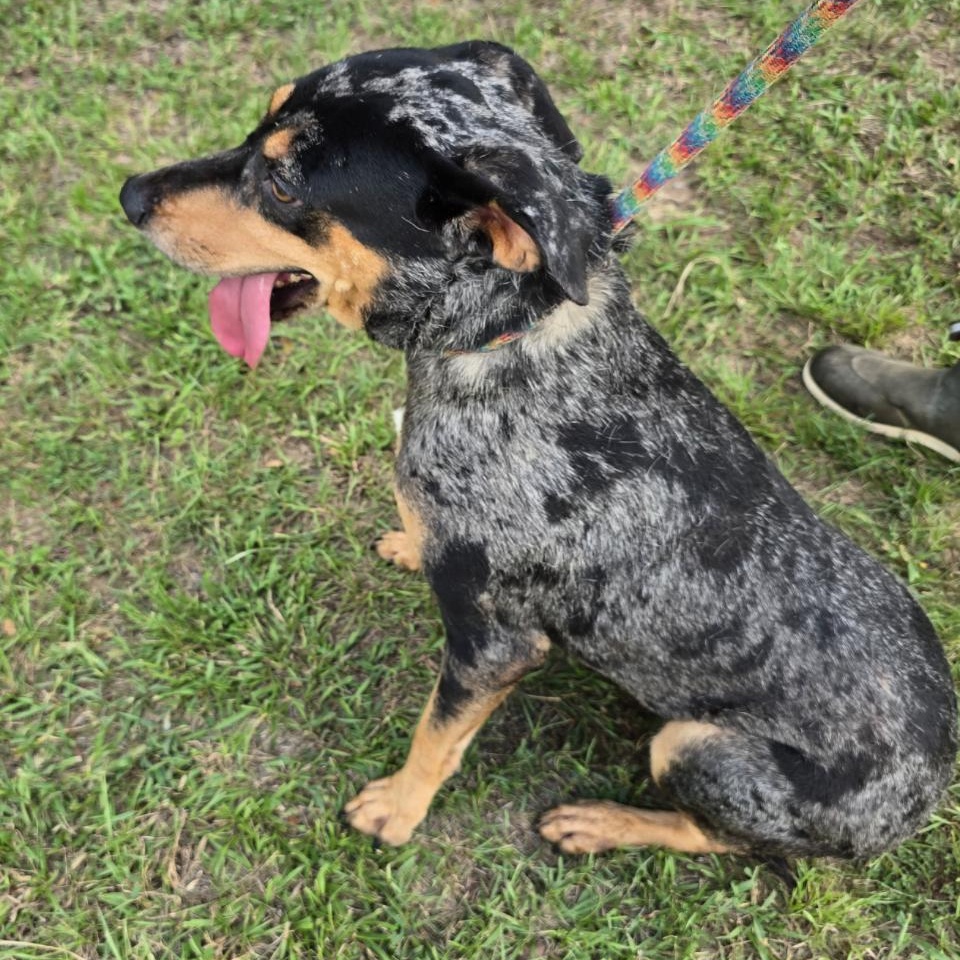 Dog for adoption - Michelle, an Australian Cattle Dog / Blue Heeler Mix ...