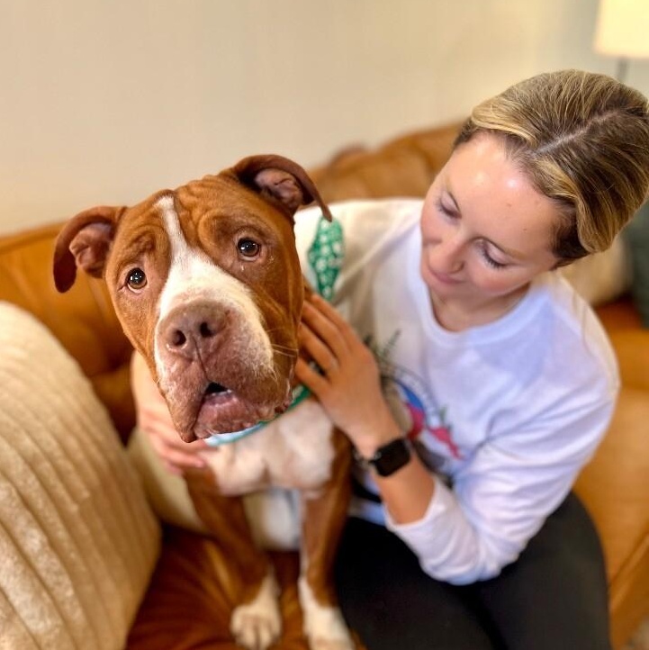 Dog for adoption - Guppy delivers giggles, an American Bulldog & Pit ...