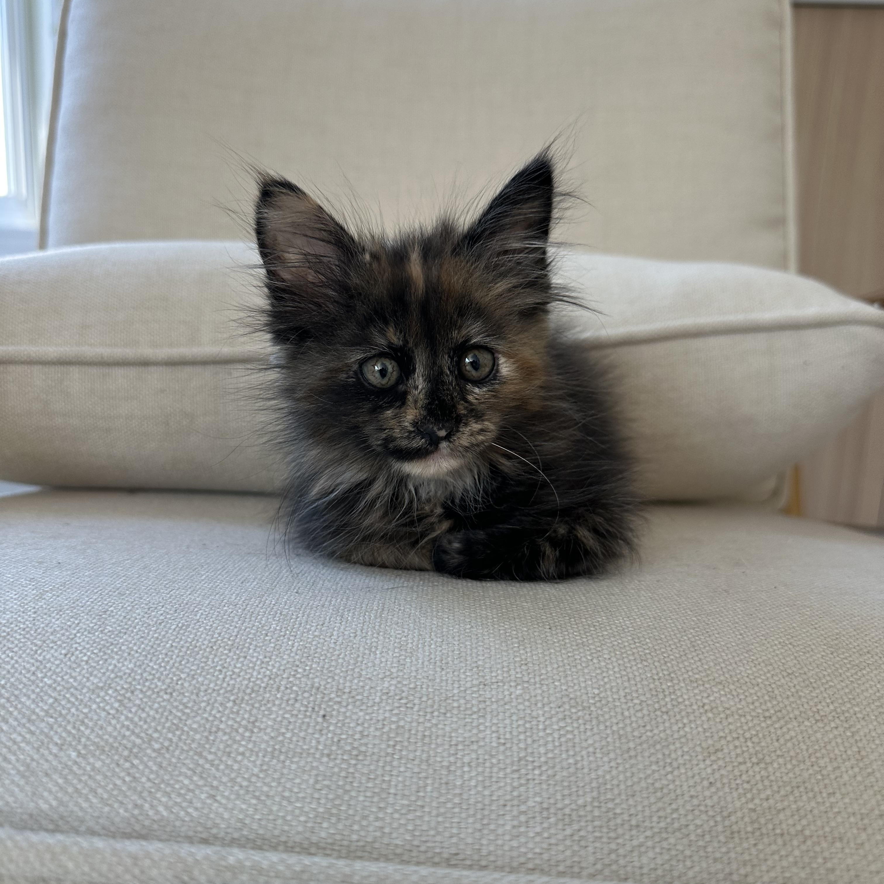 Cat for adoption - Juniper, a Domestic Long Hair in Tustin, CA | Petfinder