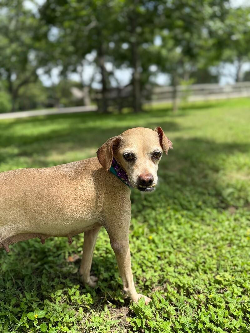 Dog for adoption - Mary Winchester, a Chihuahua & Italian Greyhound Mix ...