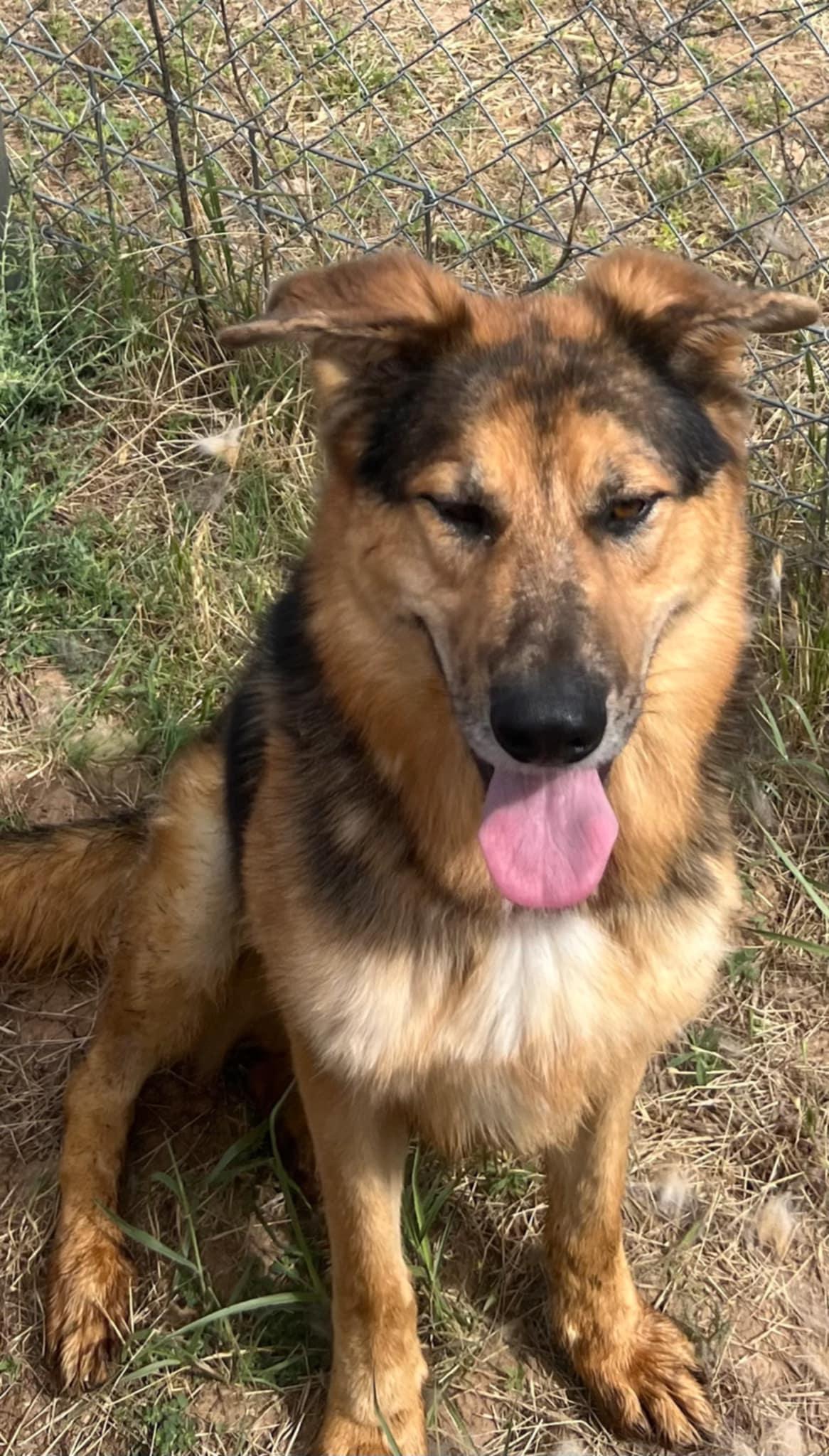 Dog for adoption - Stetson, a German Shepherd Dog Mix in Aurora, CO | Petfinder