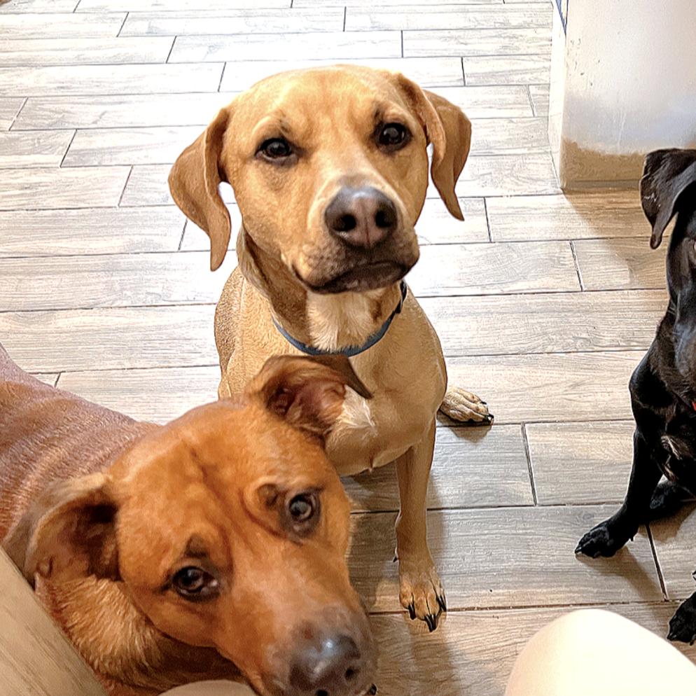 Dog for adoption - Pax, a Labrador Retriever Mix in Boston, MA | Petfinder