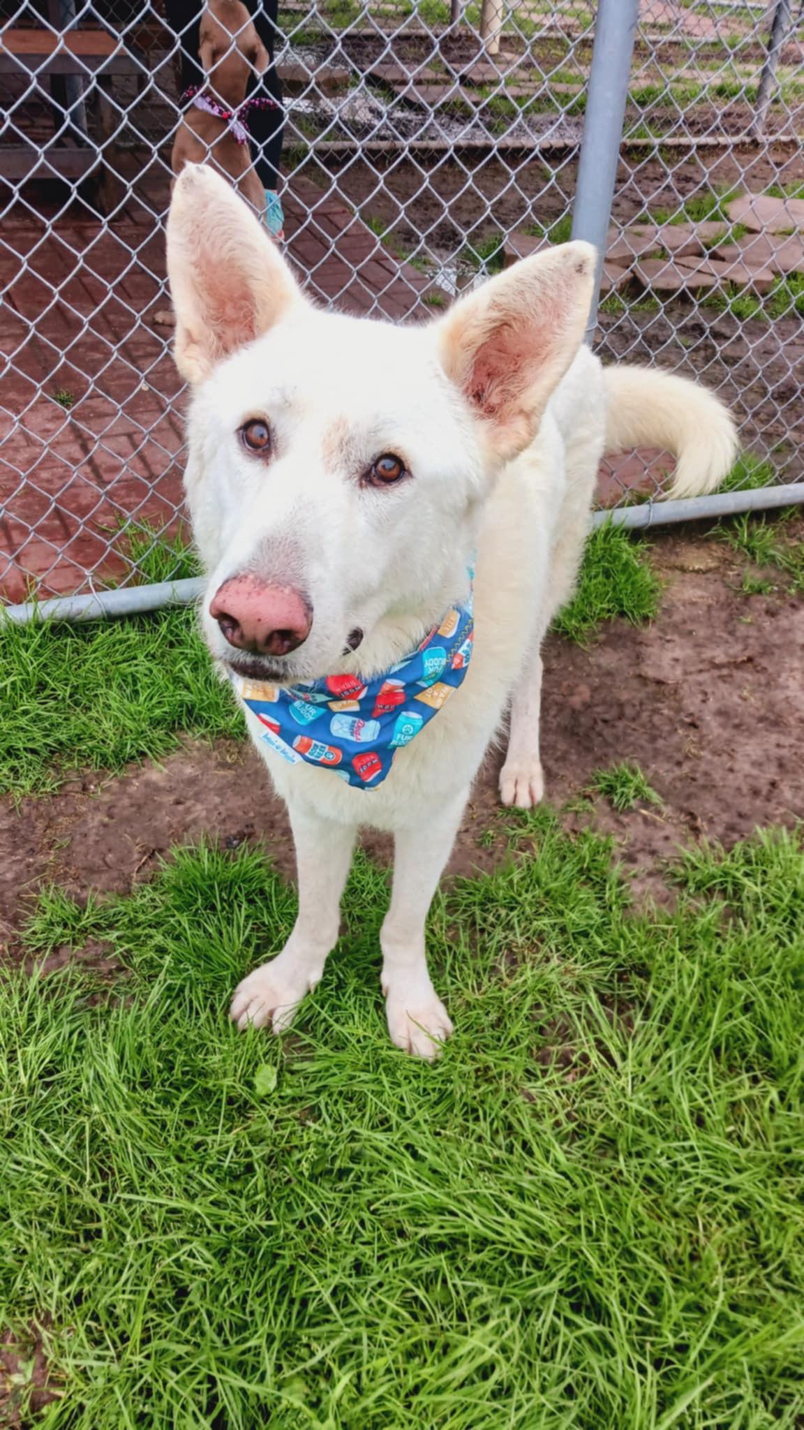 Dog for adoption - Oxo, a German Shepherd Dog in Kankakee, IL | Petfinder