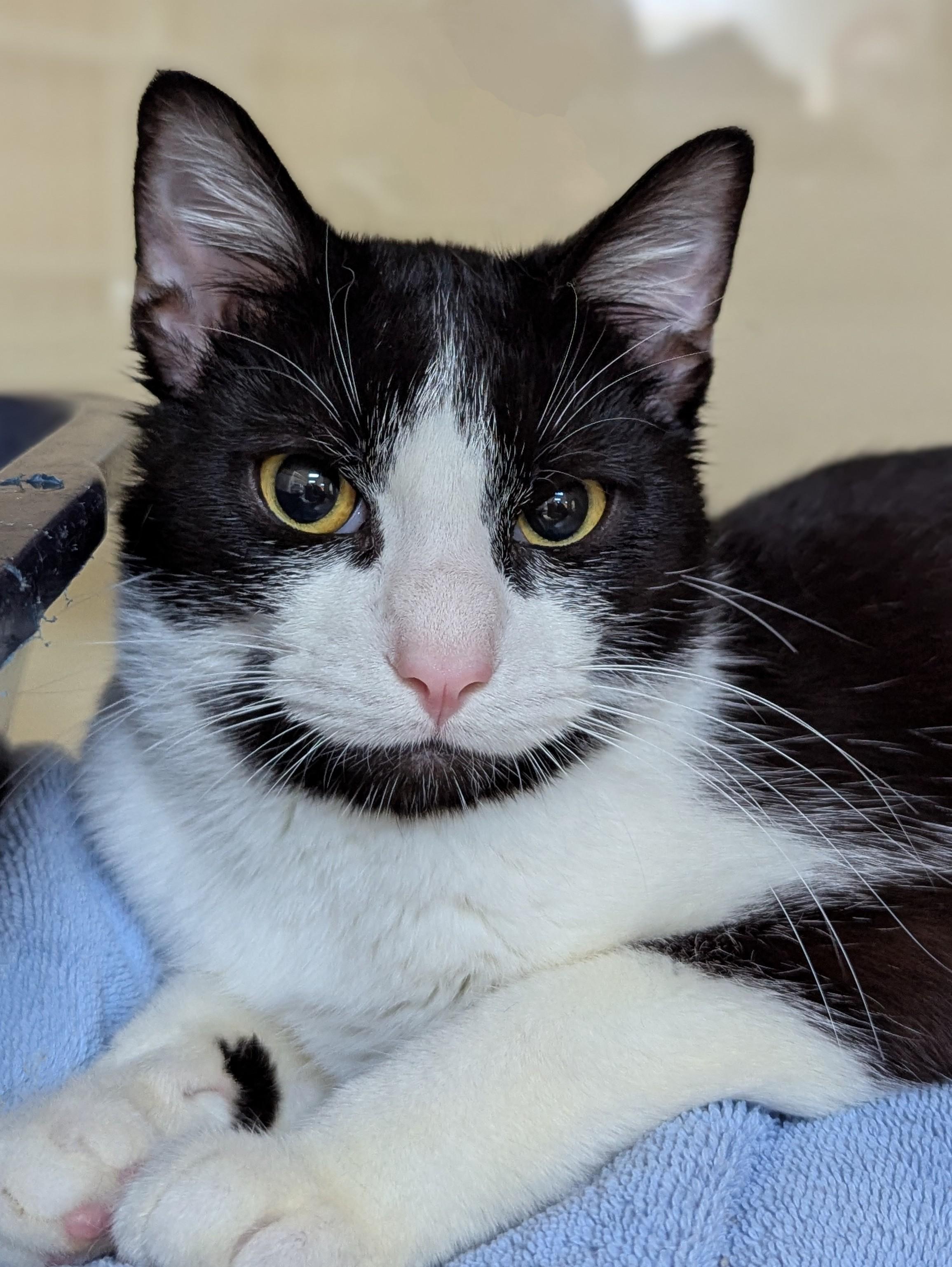 Cat for adoption - Herman, a Domestic Short Hair in Decatur, IL | Petfinder