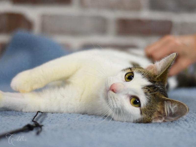 Cat for adoption - Cuddles, a Domestic Short Hair Mix in Conroe, TX ...