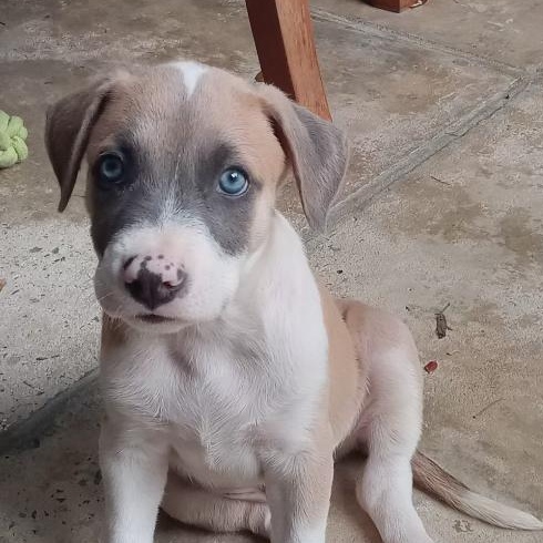 Dog for adoption - Robin, a Mixed Breed in Port Chester, NY | Petfinder