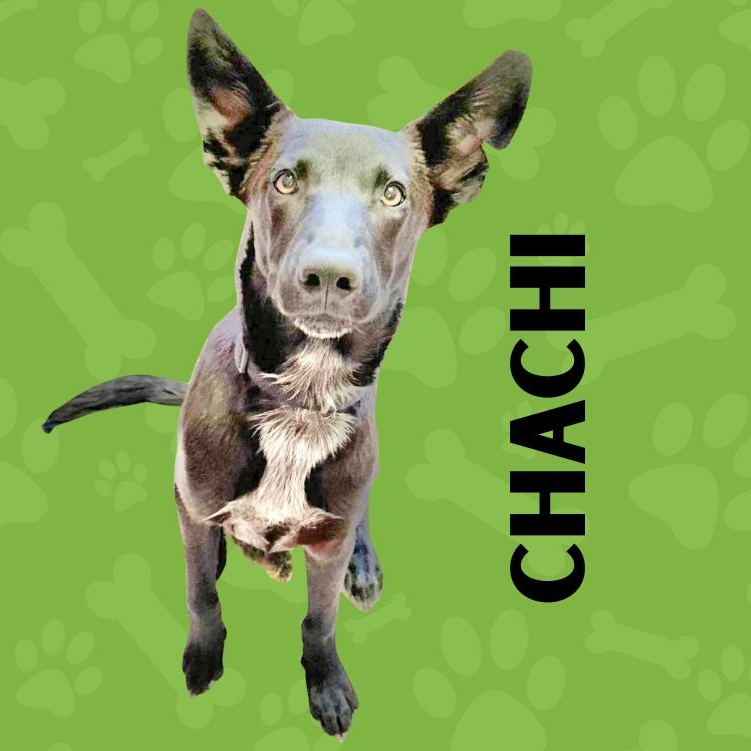 Dog for adoption - ChaChi, a Labrador Retriever & Australian Shepherd ...