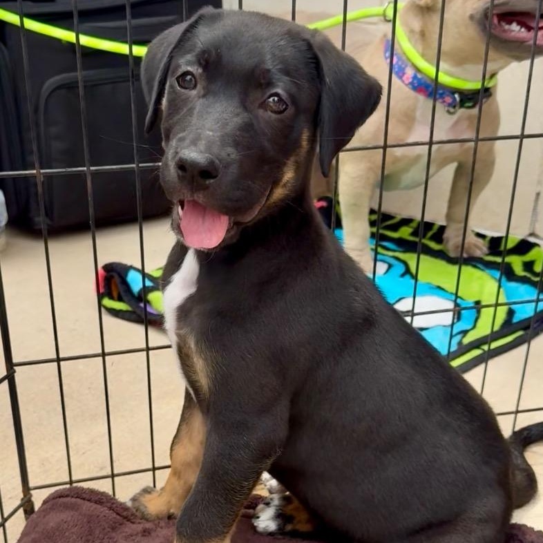 Dog for adoption - Butterball, a Mixed Breed in Farmington, UT | Petfinder