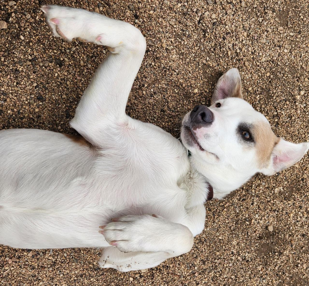 Dog for adoption - Colton, a Hound in Broomfield, CO | Petfinder