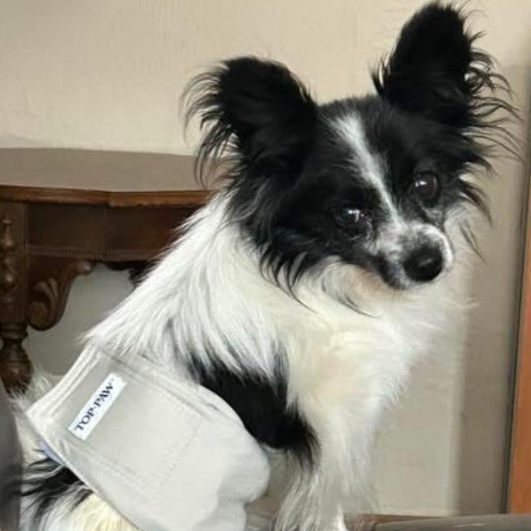 Dog for adoption - Acer, a Papillon in Buffalo, NY | Petfinder