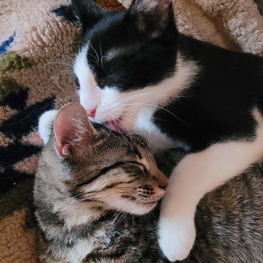 Cat for adoption - Triscuit and Kimiko, a Domestic Short Hair in ...