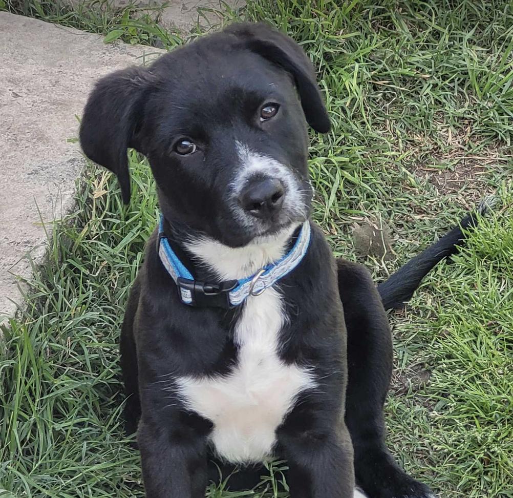 Dog for adoption - Wallace (TX), a Labrador Retriever Mix in Austin ...