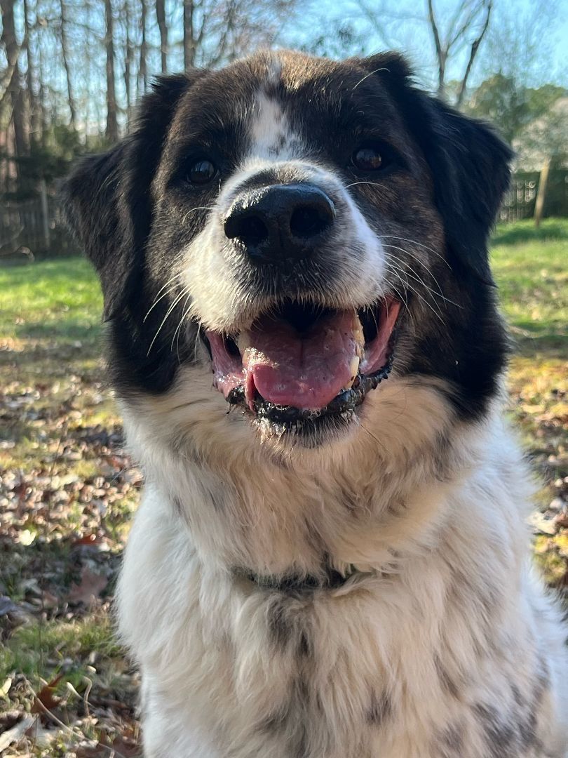 Adoptable Dogs & Puppies - Johnston County Animal Protection League of ...