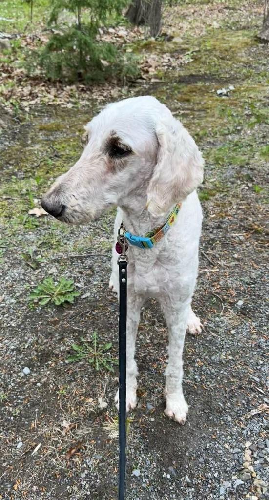 Dog for adoption - Snowball, a Standard Poodle in Rigaud, QC | Petfinder