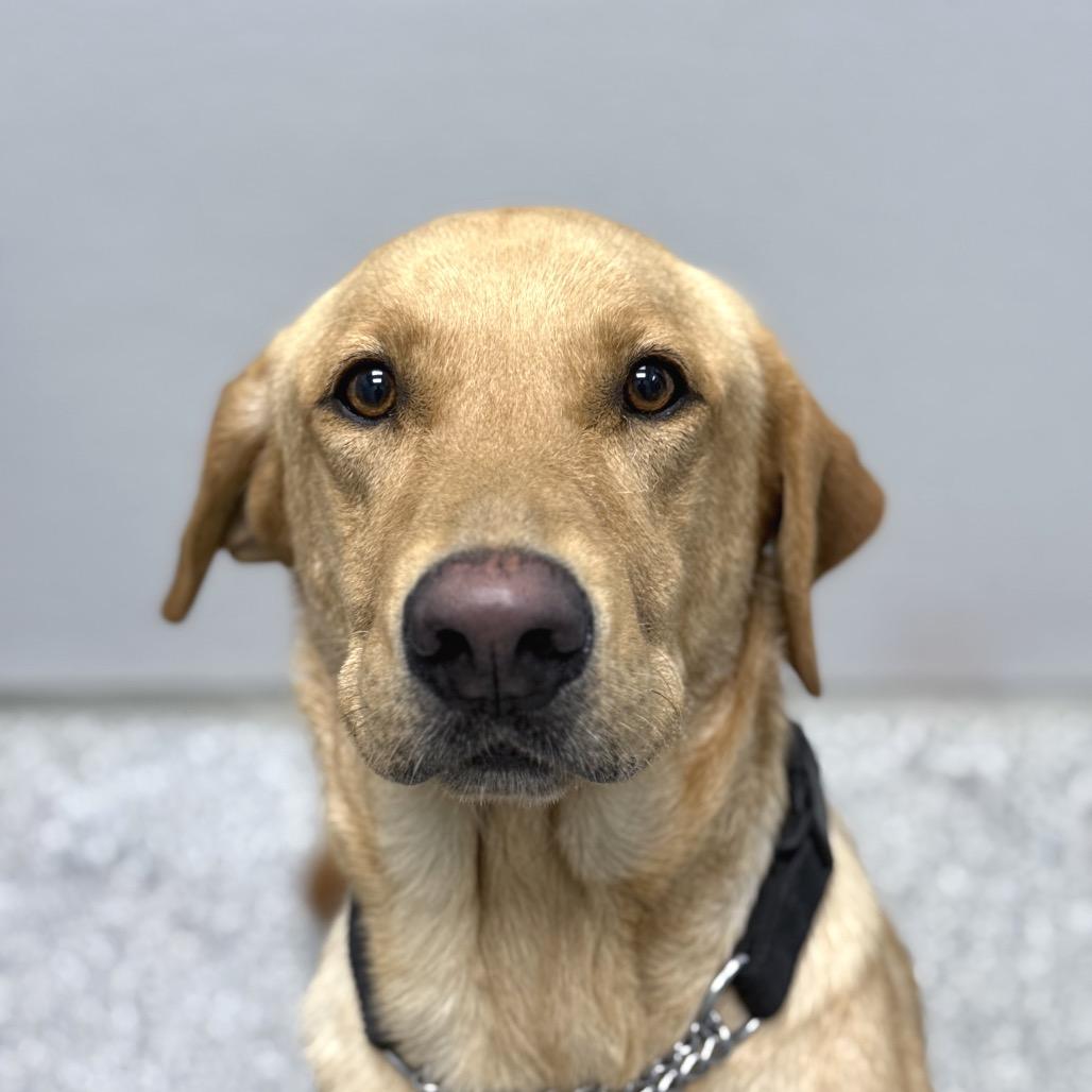 Dog for adoption - Milo, a Labrador Retriever in Monticello, IA | Petfinder