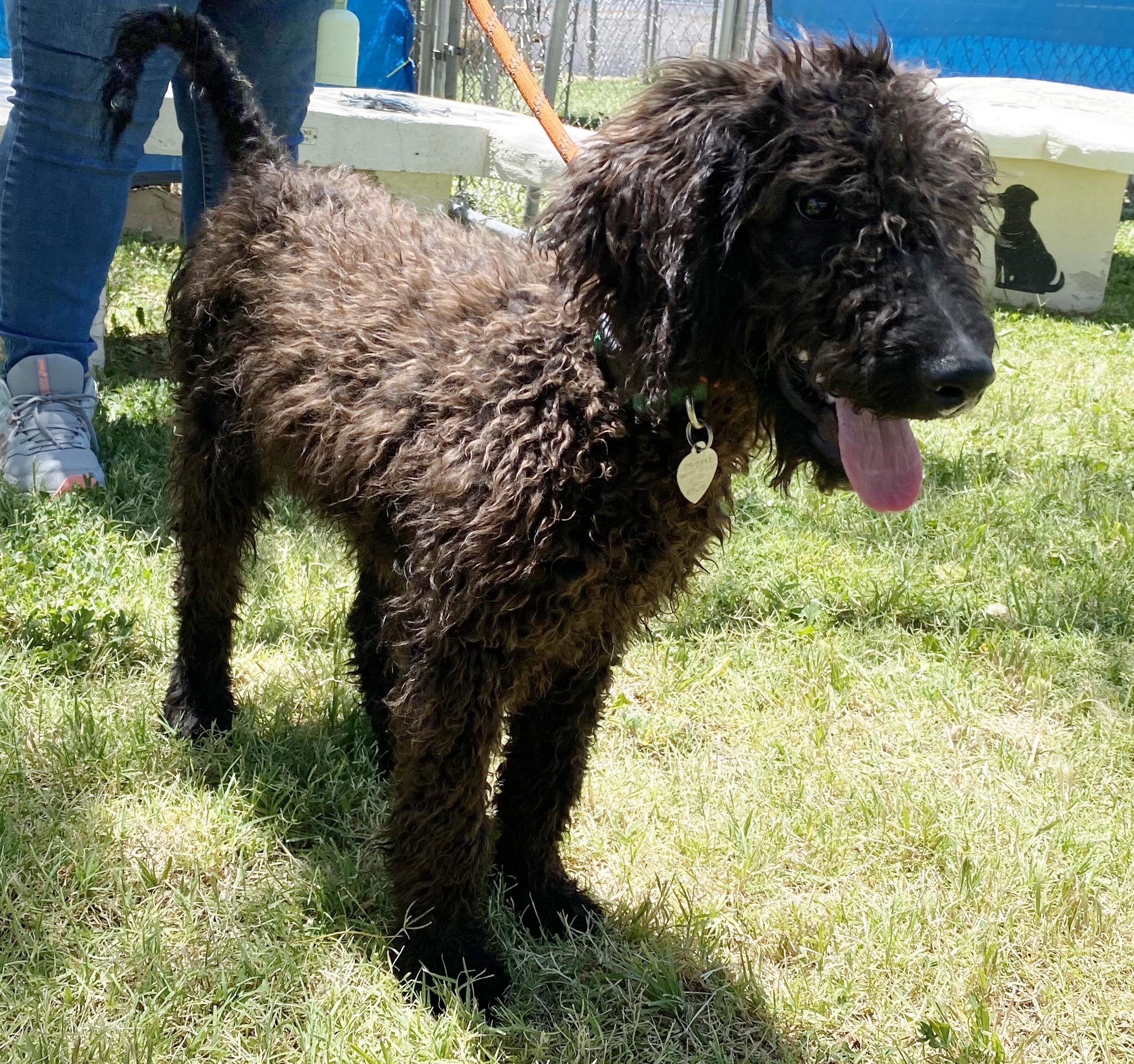 Dog for adoption - Halston, a Labradoodle in El Paso, TX | Petfinder