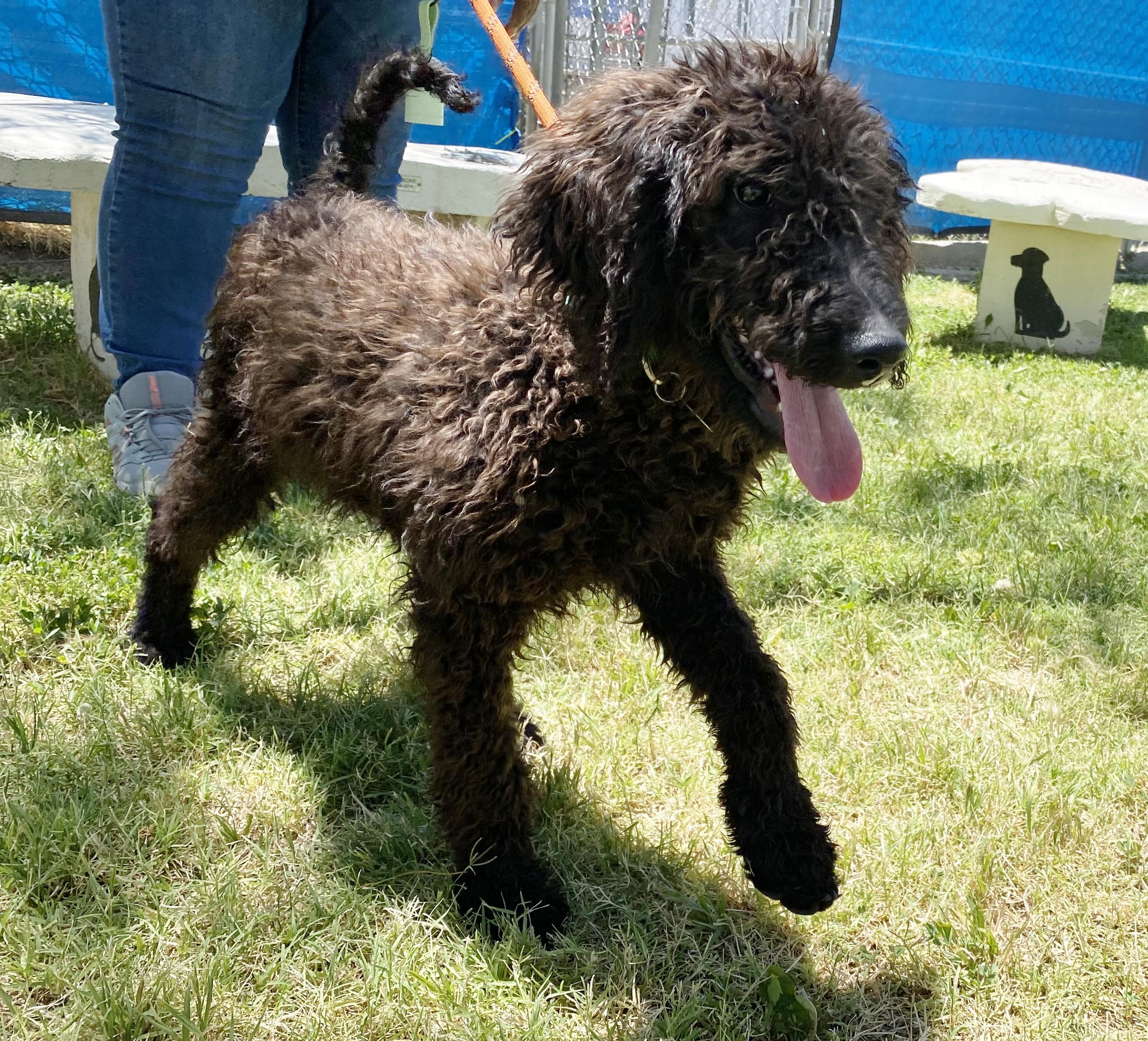 Dog for adoption - Halston, a Labradoodle in El Paso, TX | Petfinder