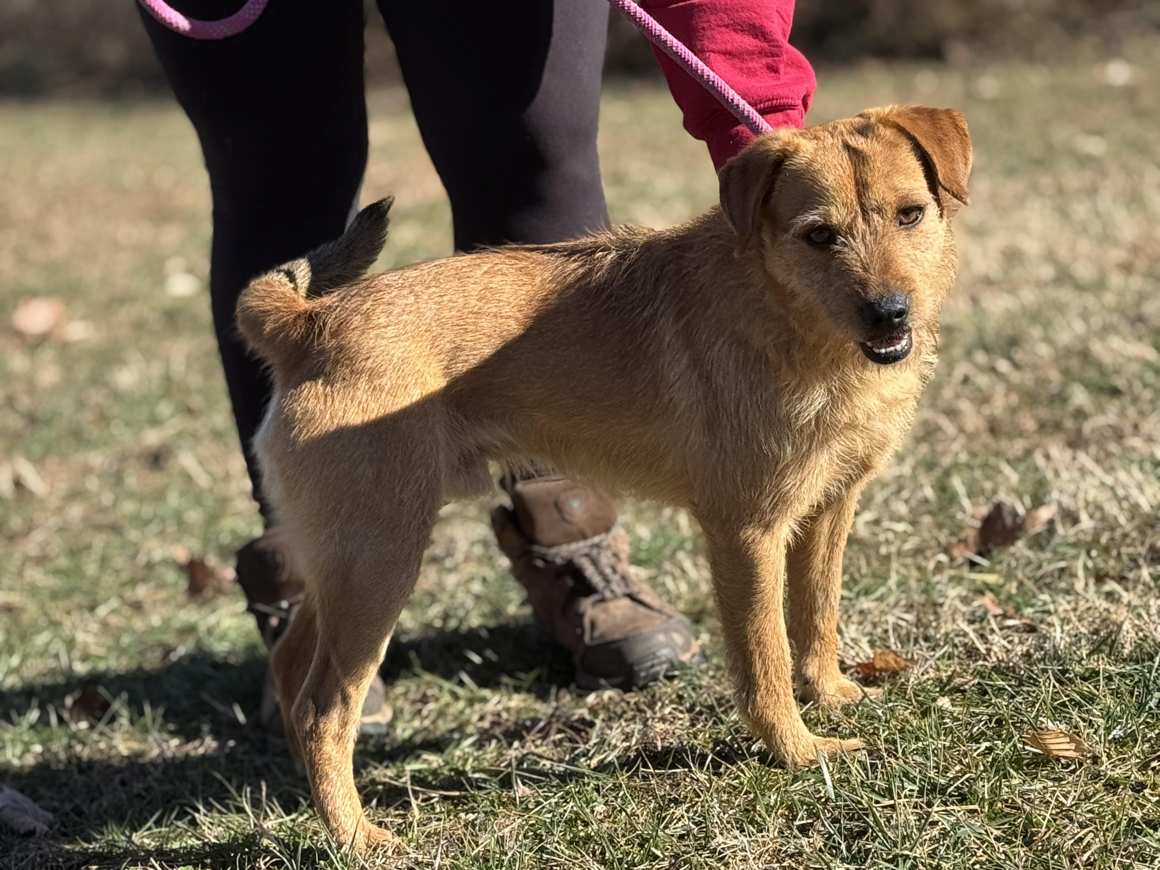 Crawdad - Adoptable Pet | Petfinder | Petfinder