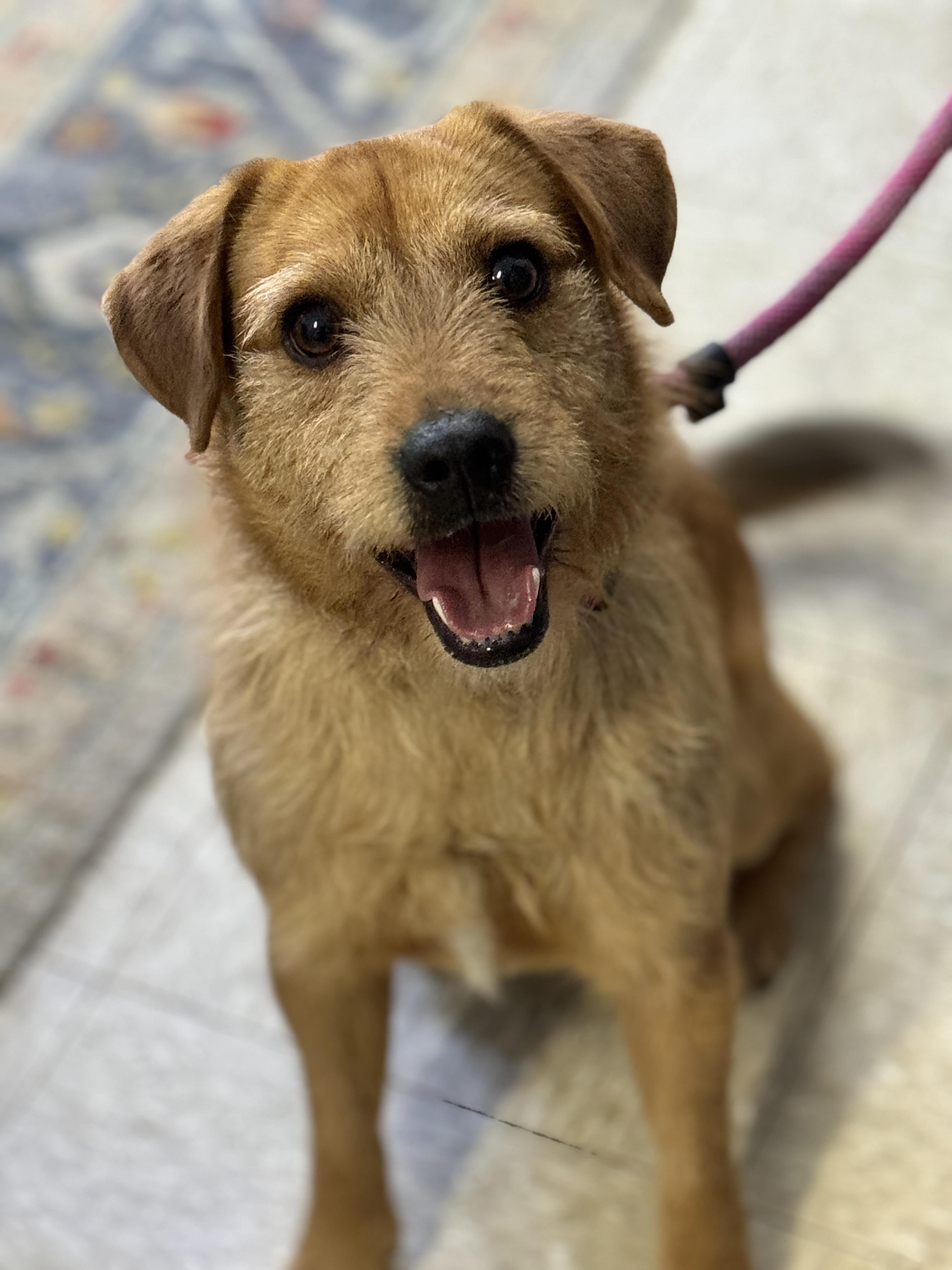 Crawdad - Adoptable Pet | Petfinder | Petfinder