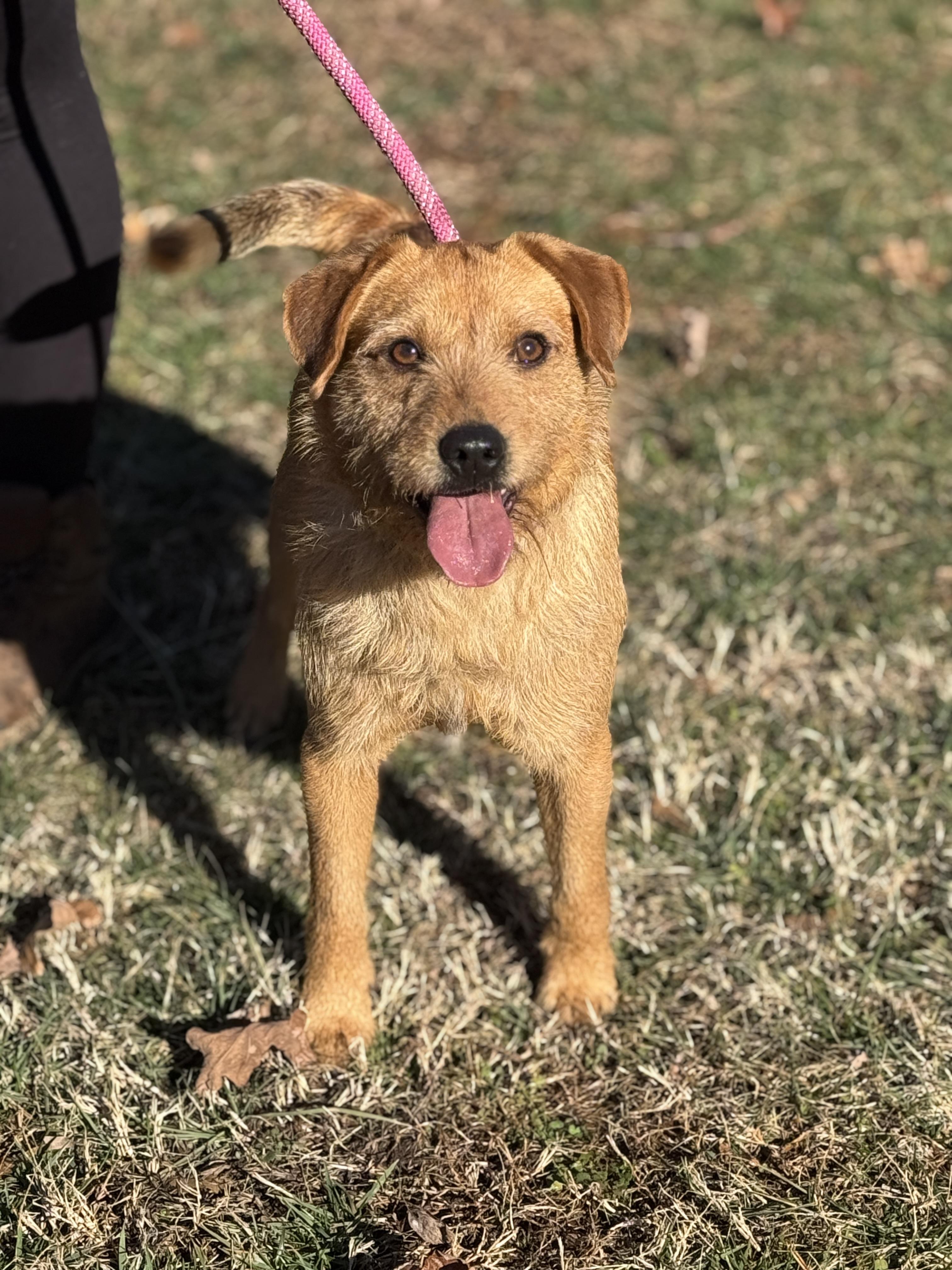 Crawdad - Adoptable Pet | Petfinder | Petfinder