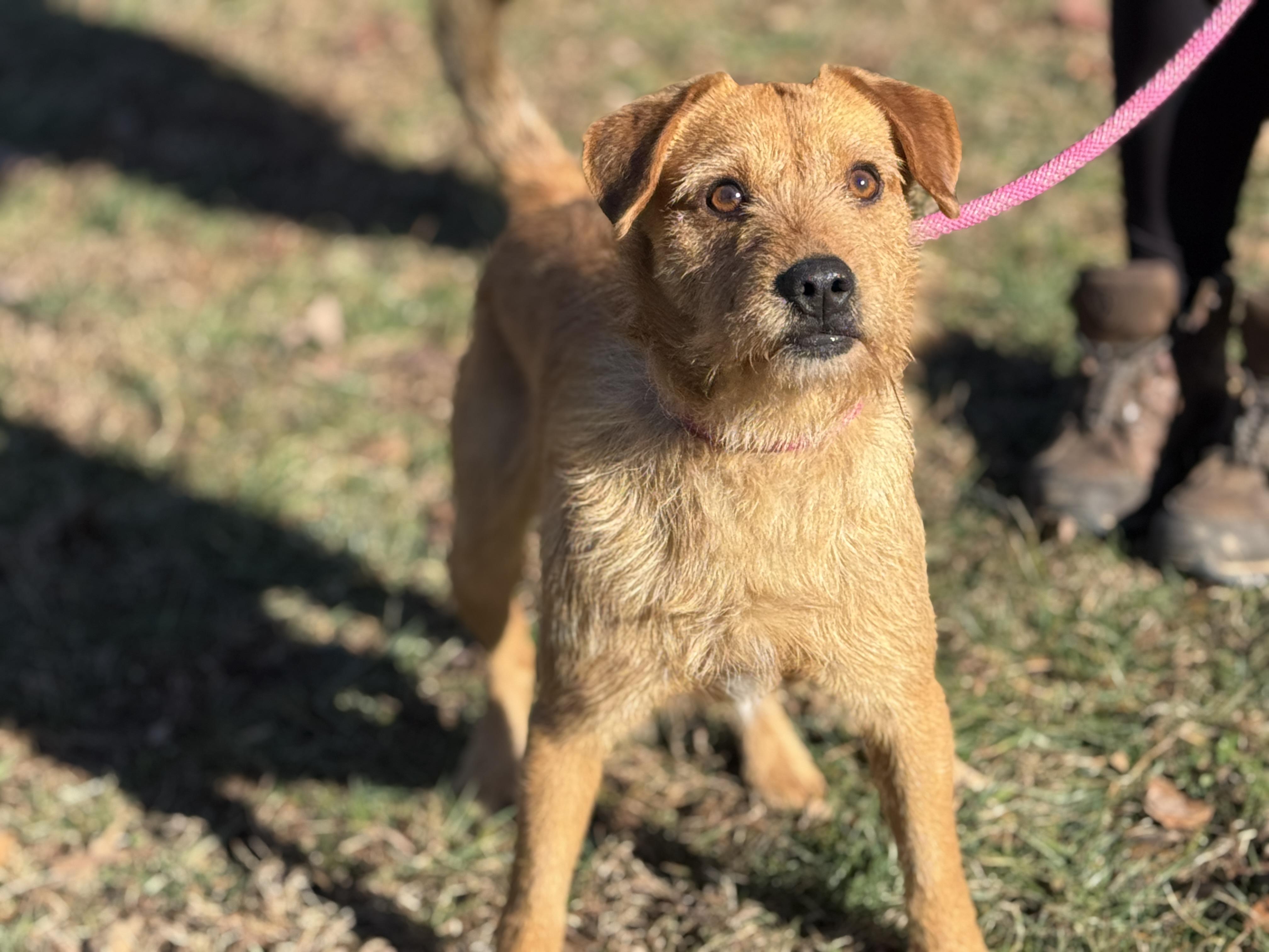 Crawdad - Adoptable Pet | Petfinder | Petfinder