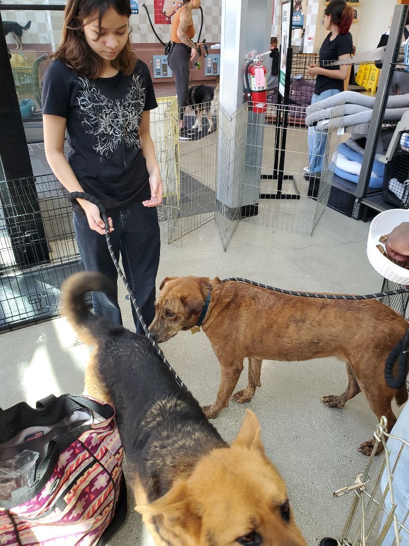 Dog for adoption - Sir Darwin at your service, a Labrador Retriever & Dutch Shepherd Mix in ...