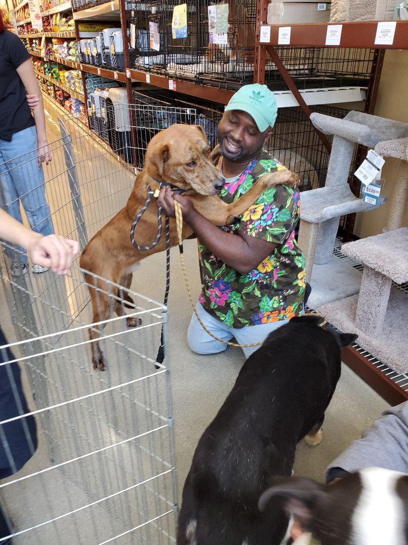 Dog for adoption - Sir Darwin at your service, a Labrador Retriever & Dutch Shepherd Mix in ...