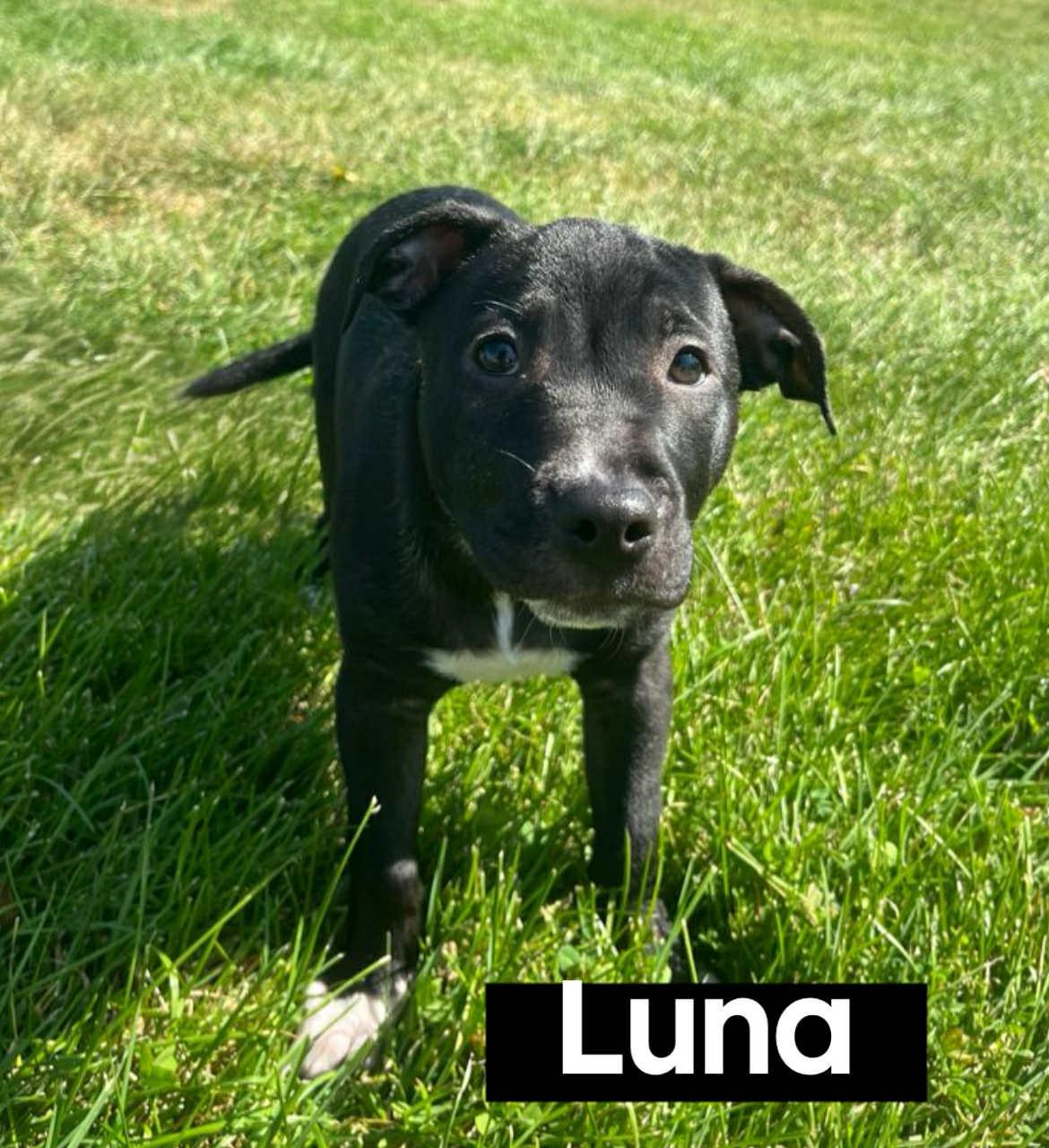 Dog for adoption - Luna, a Black Labrador Retriever & Boxer Mix in ...