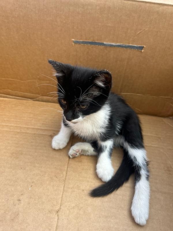 Cat for adoption - Baby Oreos! kitties!, a Tuxedo in Manhattan Beach ...