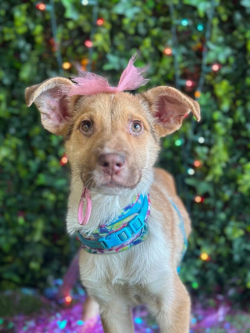 Dog for adoption - Coconut, a Yellow Labrador Retriever Mix in Reno, NV ...