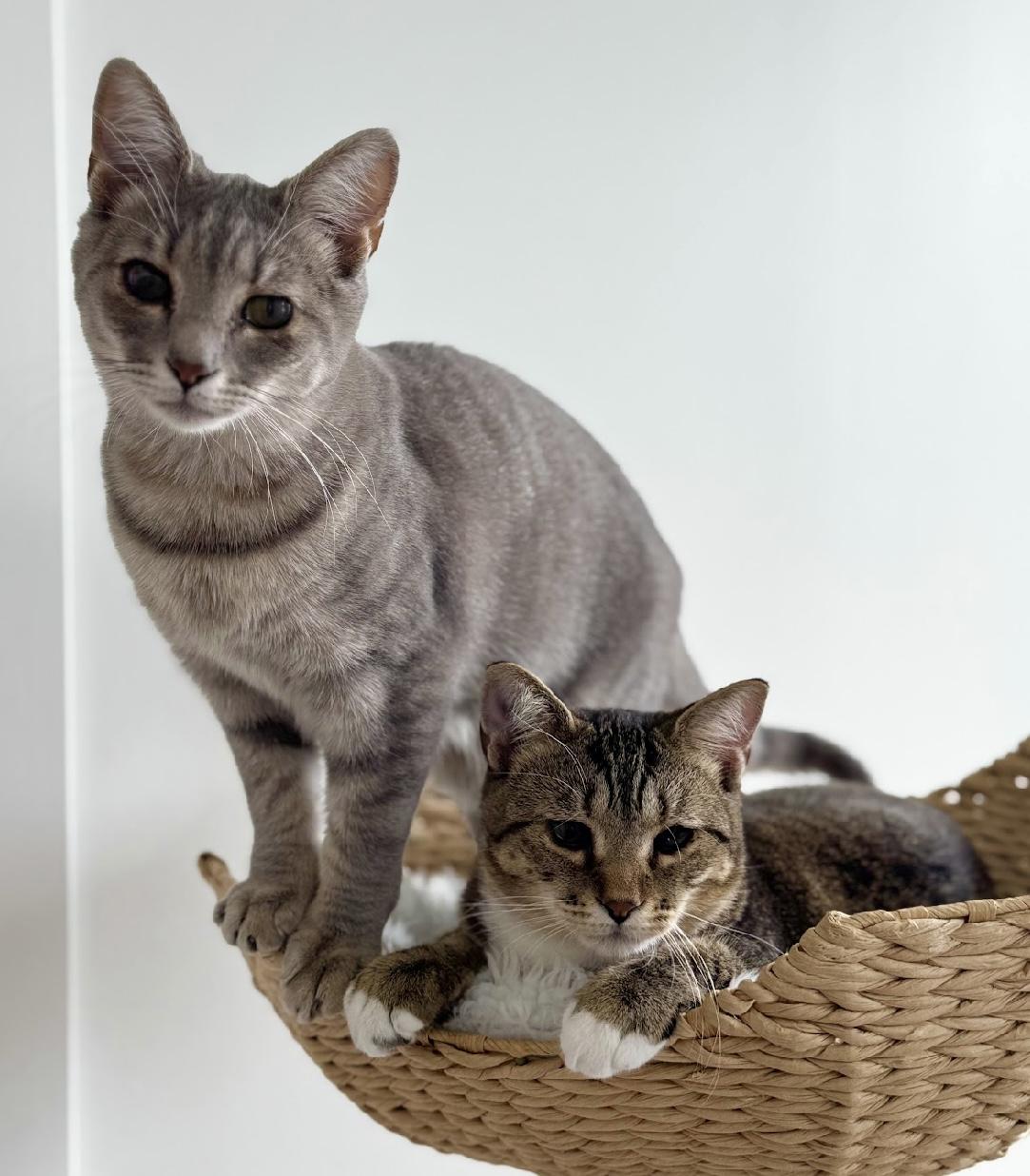 Cat for adoption - Gazelle & Springbok (bonded pair), a Domestic Short ...