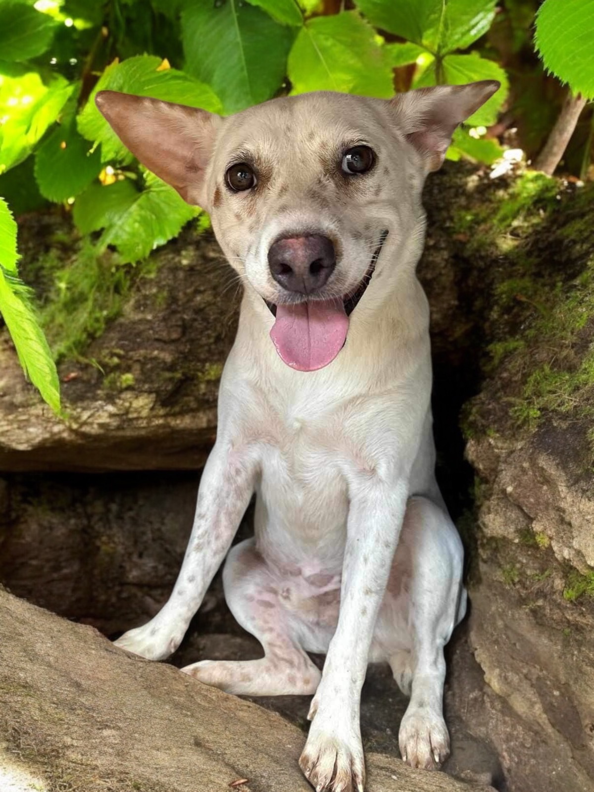 Dog for adoption - Blanco, a Cattle Dog in Bellingham, WA | Petfinder