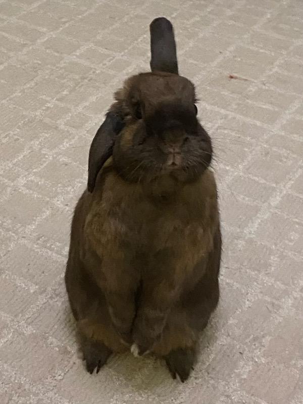 Rabbit for adoption - Angelo Bunbino, a Bunny Rabbit Mix in Cream Ridge ...