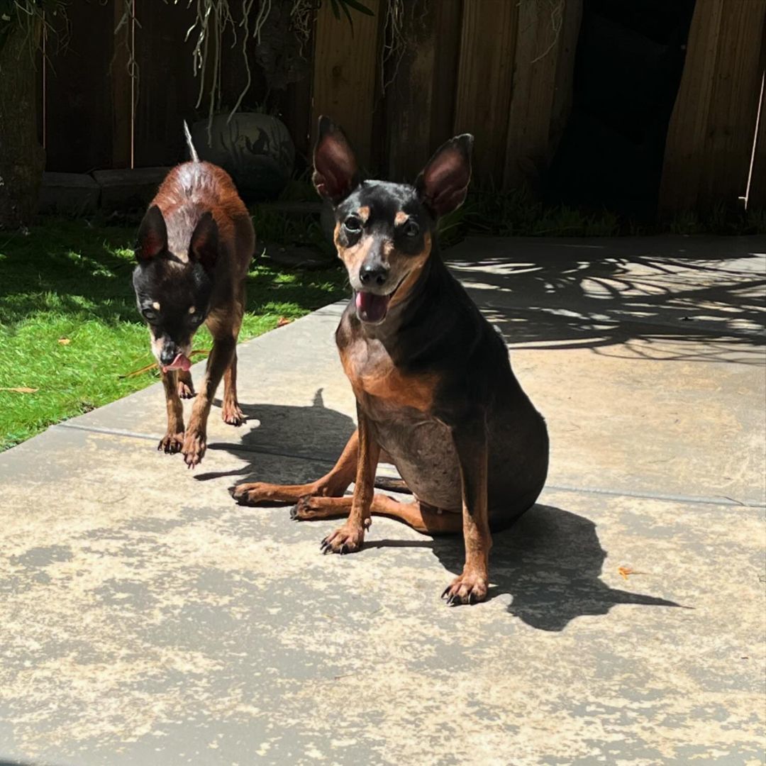 Dog for adoption - Winnie, a Miniature Pinscher & Manchester Terrier ...