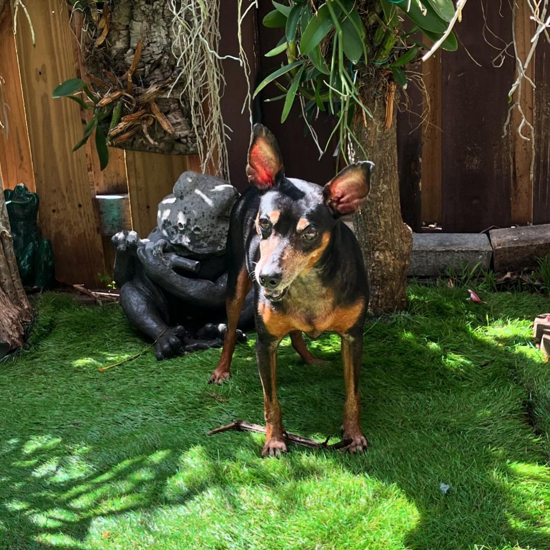 Dog for adoption - Winnie, a Miniature Pinscher & Manchester Terrier ...