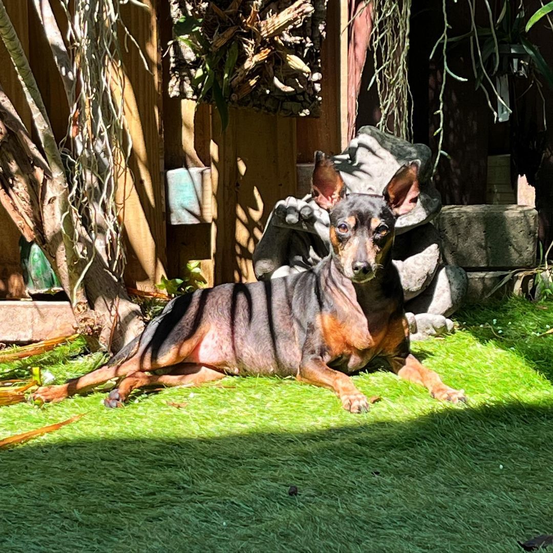 Dog for adoption - Winnie, a Miniature Pinscher & Manchester Terrier ...