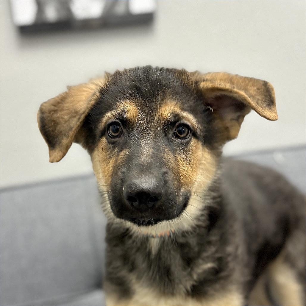 Dog for adoption - Ross, a German Shepherd Dog & Golden Retriever Mix ...