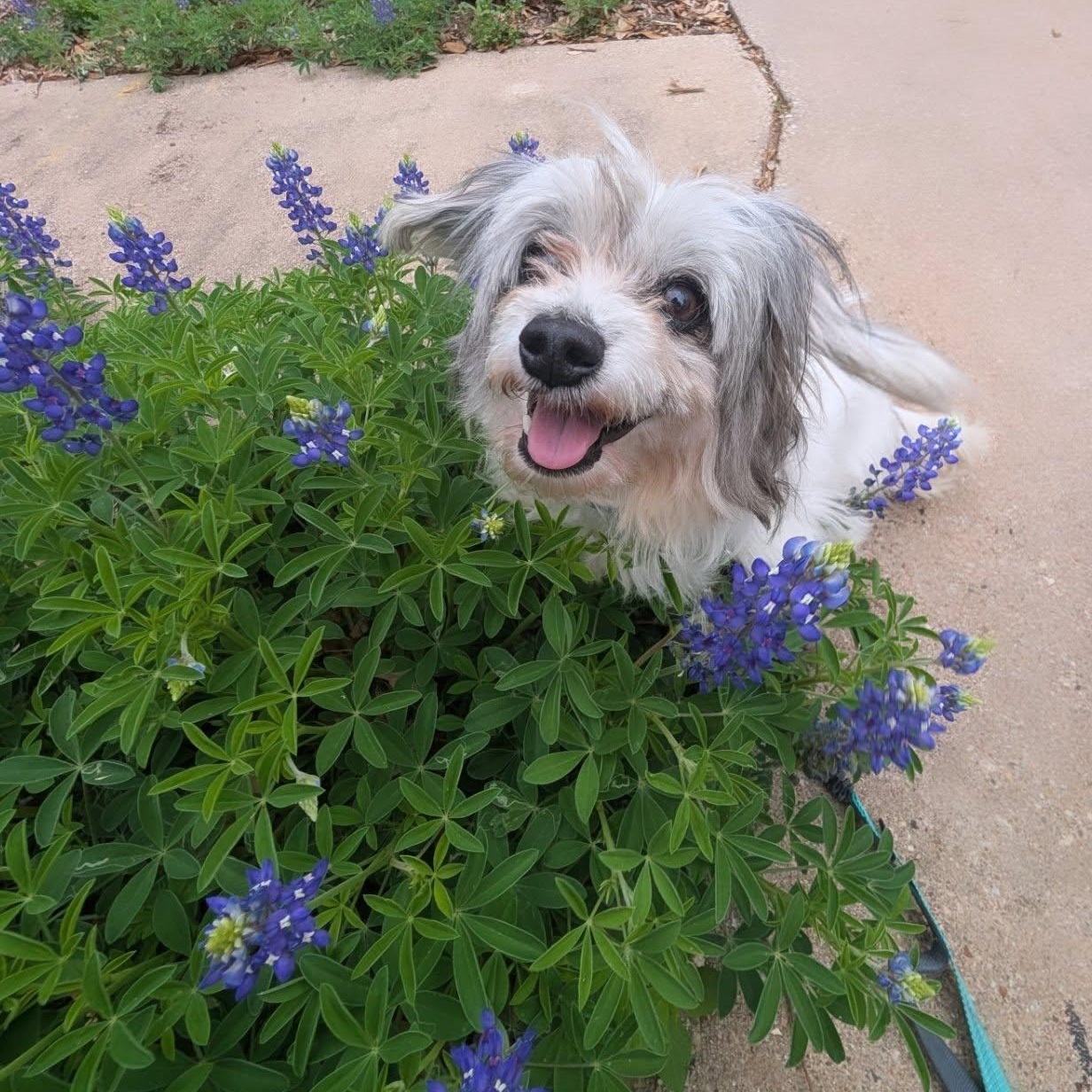 Dog for adoption - Winona, a Shih Tzu Mix in Austin, TX | Petfinder