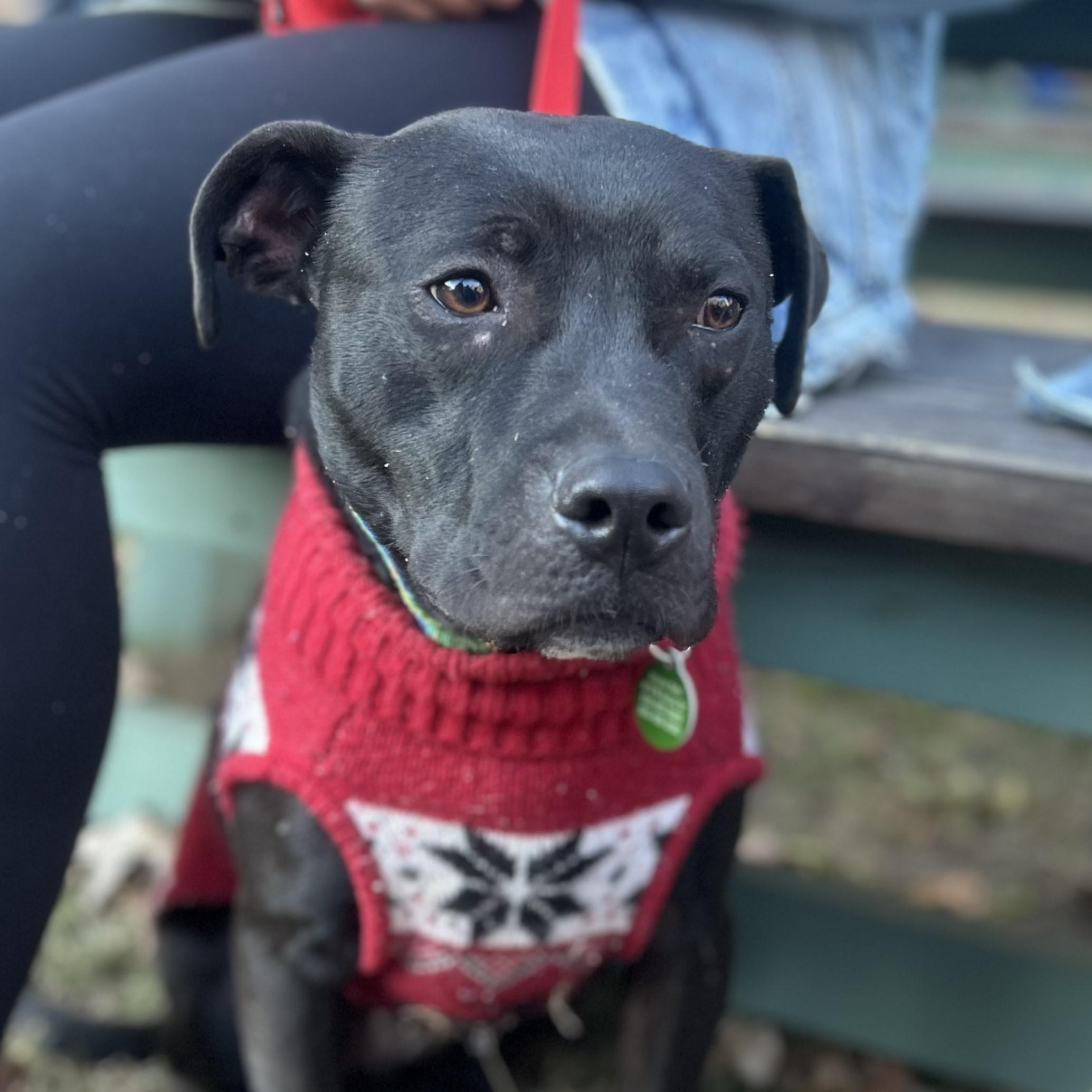 Dog for adoption - Drake, a Pit Bull Terrier Mix in Milford, CT | Petfinder