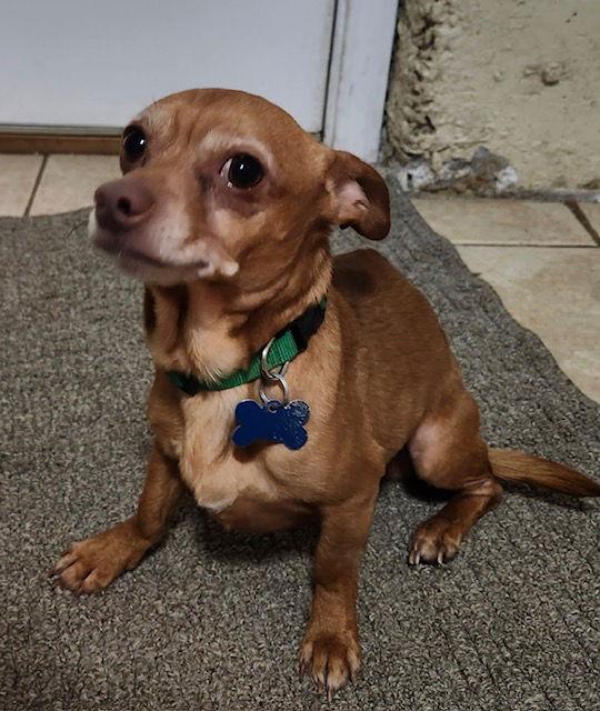 Oakley 26 - Adoptable Pet | Petfinder | Petfinder