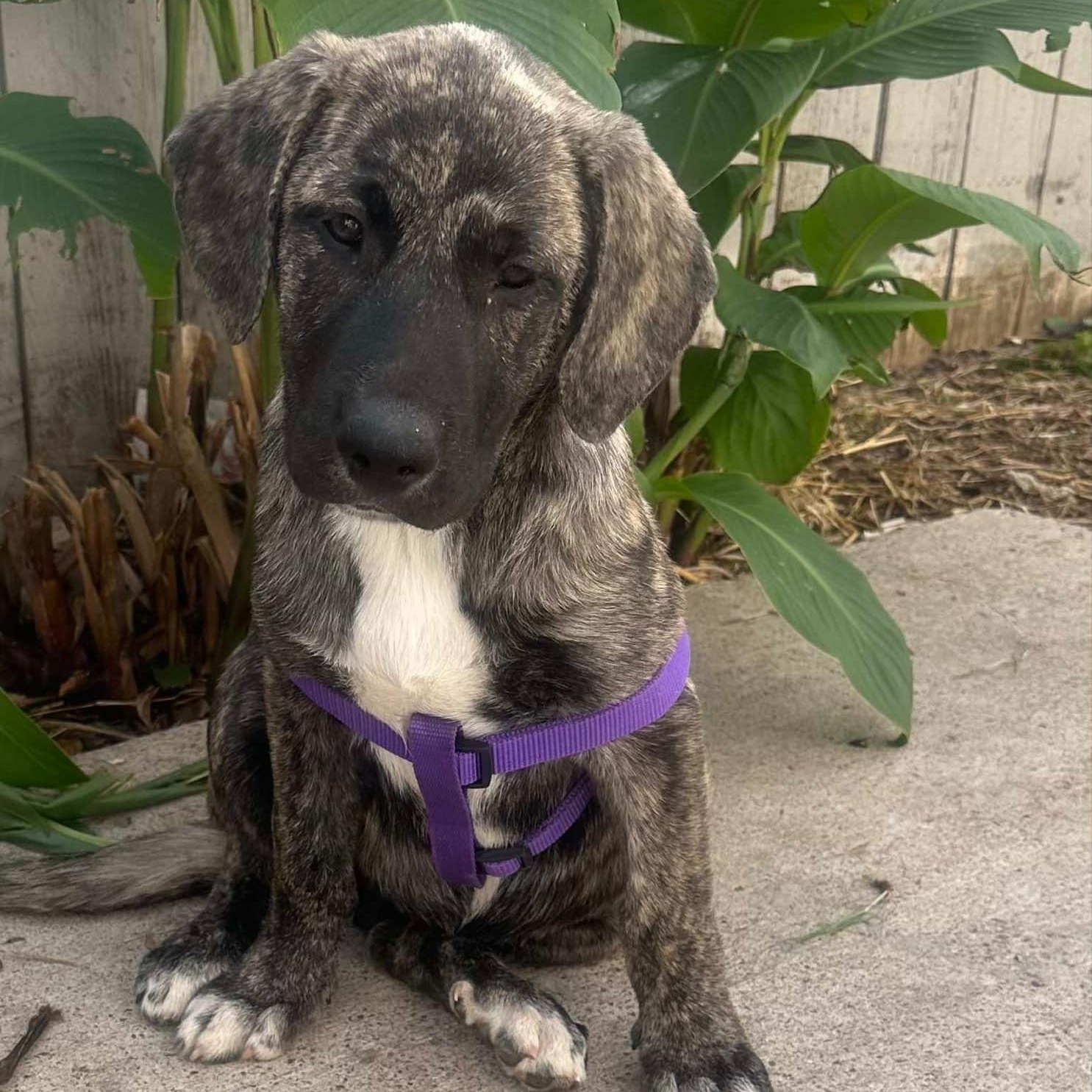 Dog for adoption - Esther, a Mountain Cur Mix in Pittsburgh, PA | Petfinder