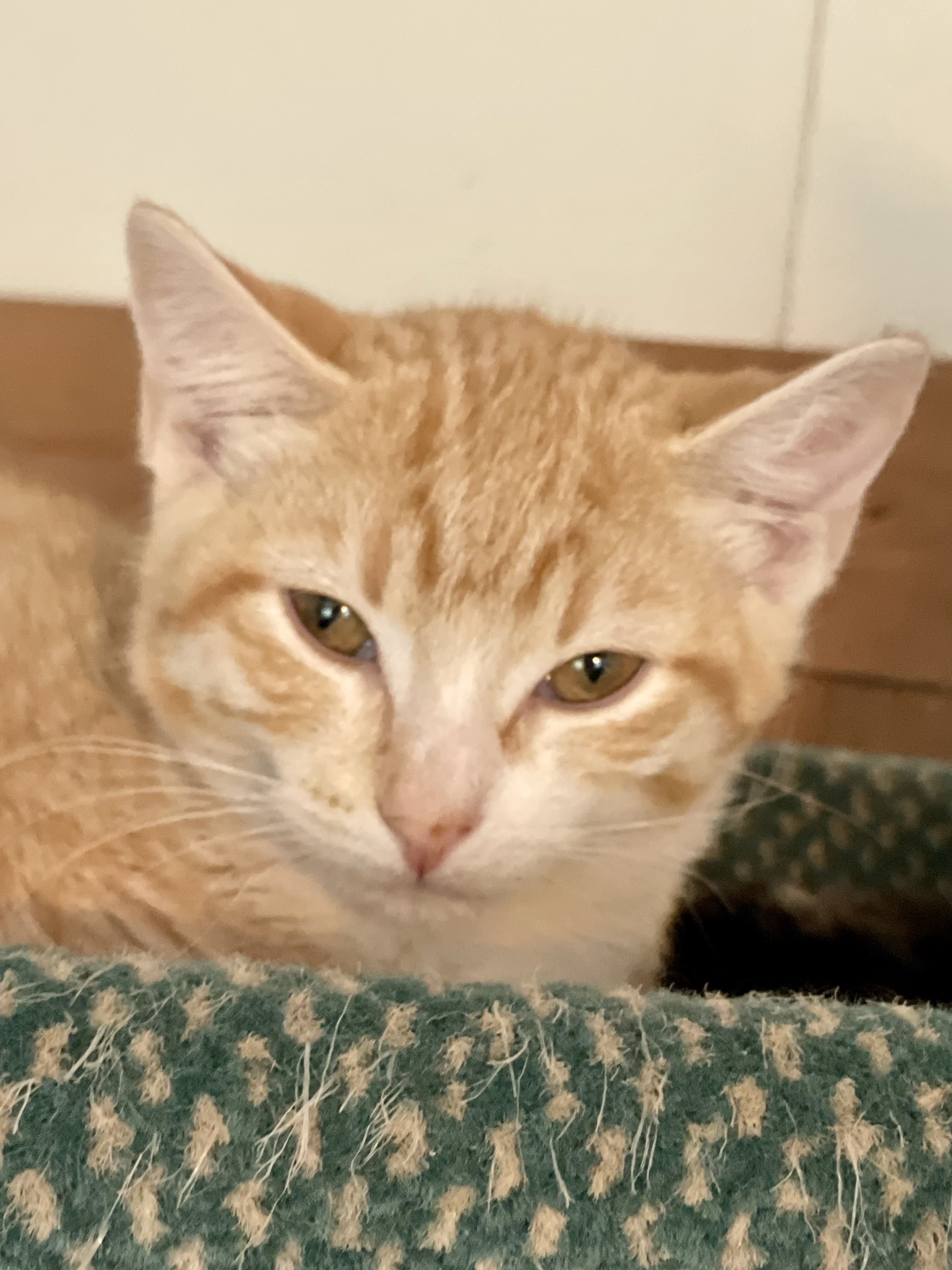 Available Cats - The A.R.K - Animal Recycling Kennel