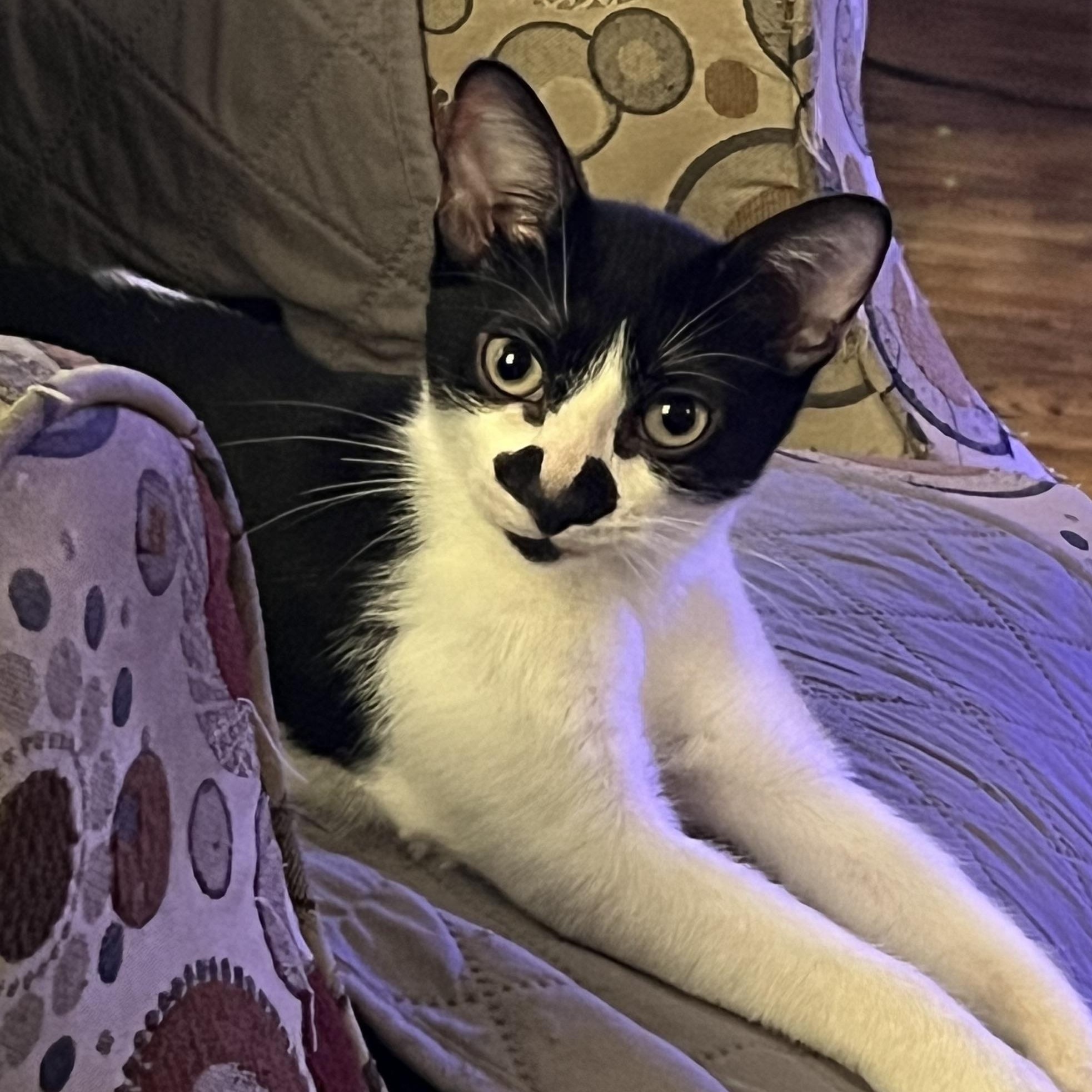 Cat for adoption - Jimmy Jr, a Tuxedo & Domestic Short Hair Mix in ...