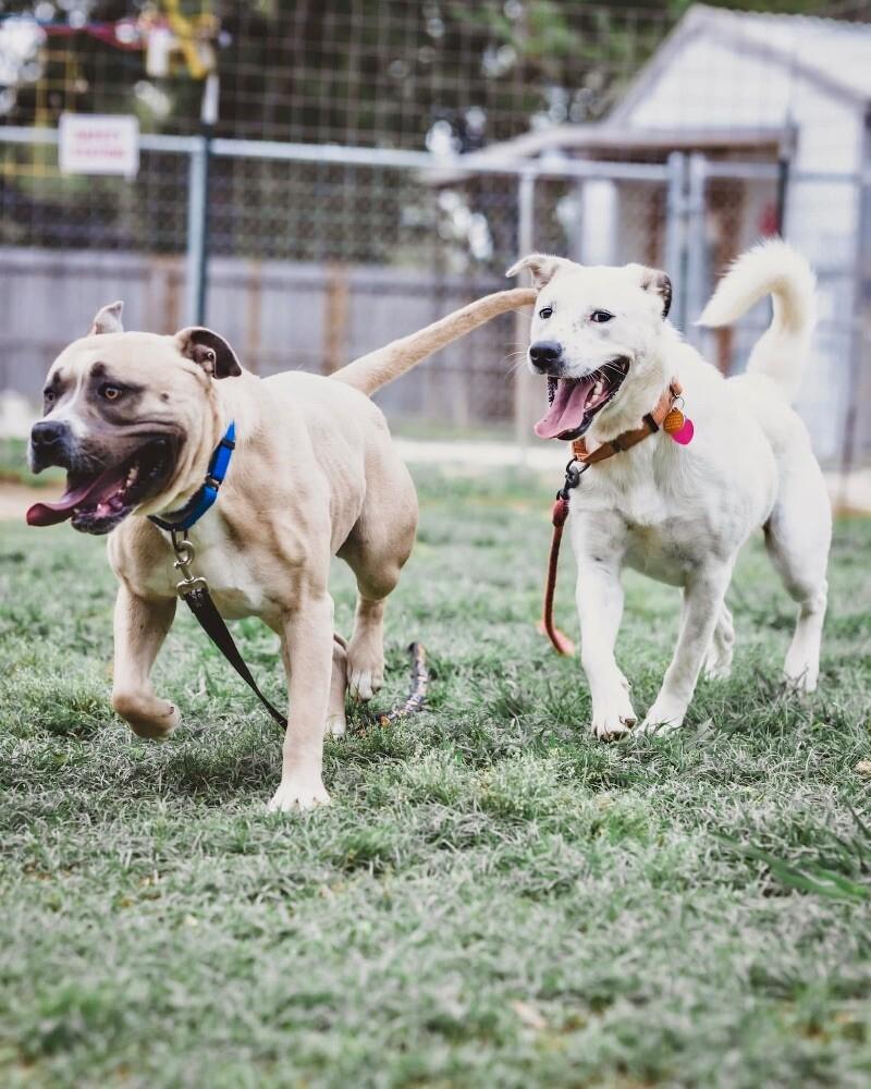 Dog for adoption - Qbert Hubert the lovable goofy goober, an American ...