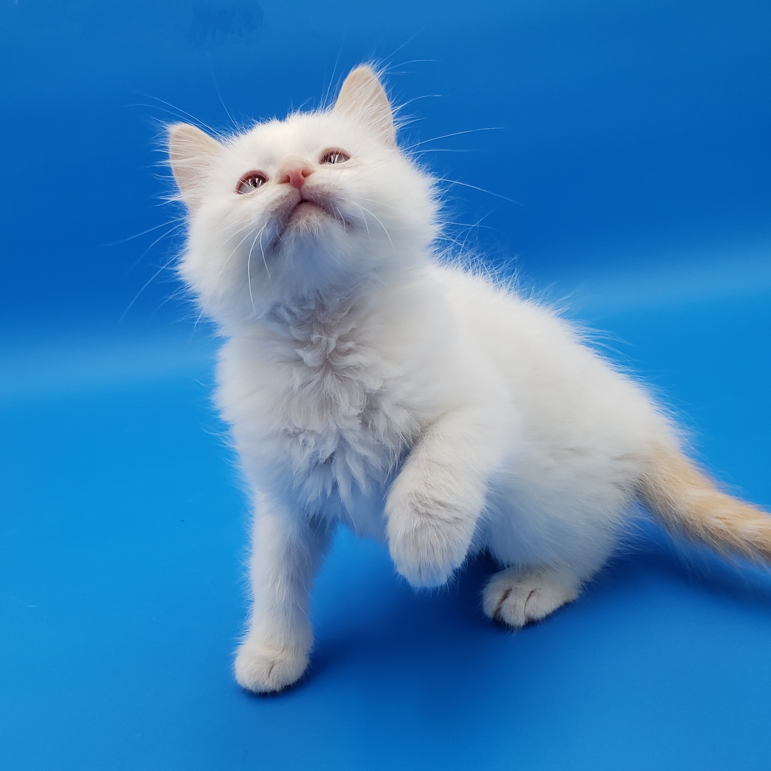 Our Current Adoptables – Rescue One