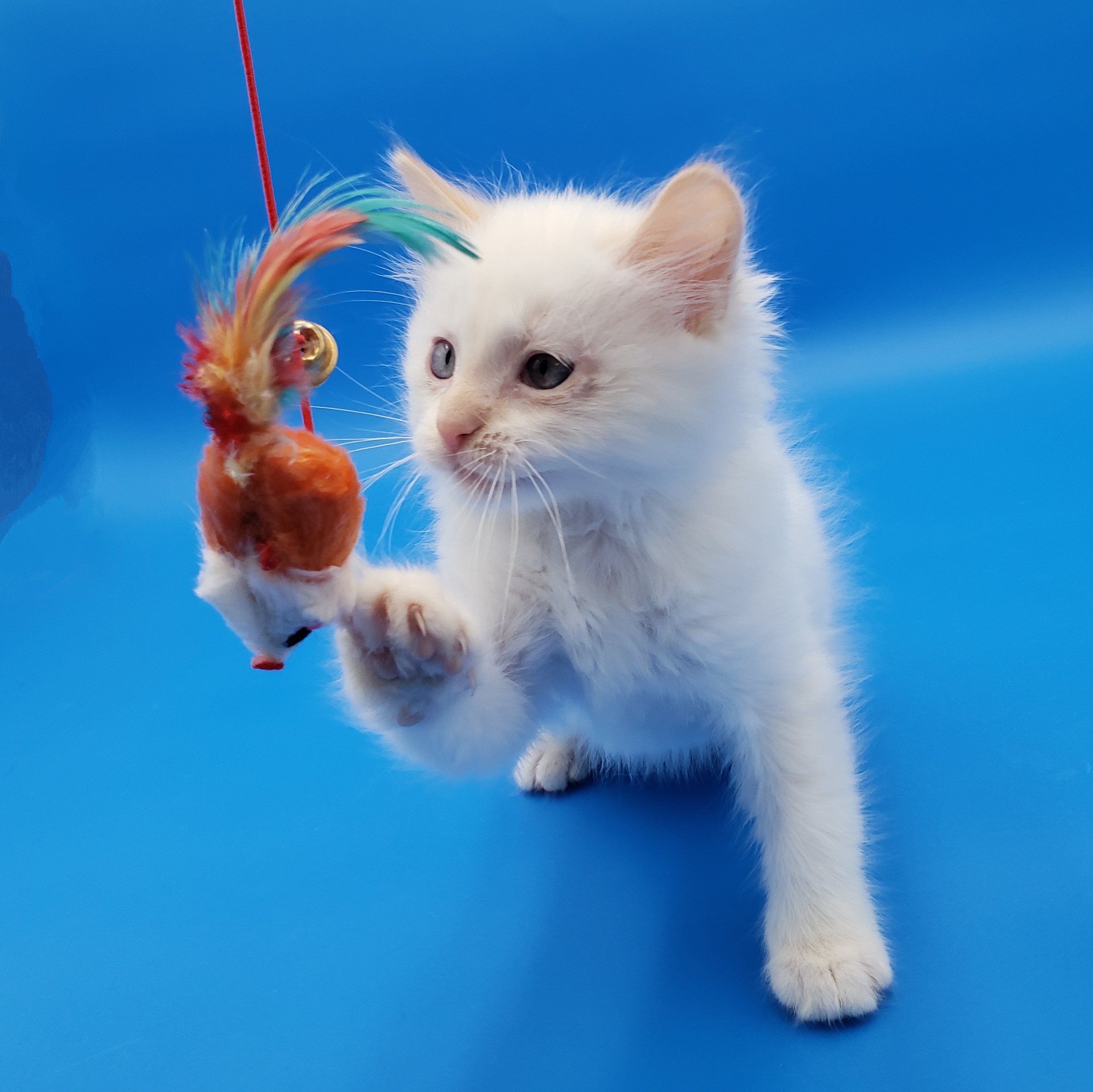 Our Current Adoptables – Rescue One