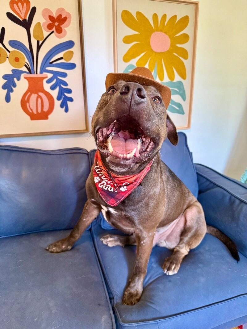 Dog for adoption - Pooka Bear Wants to Love You, a Labrador Retriever ...