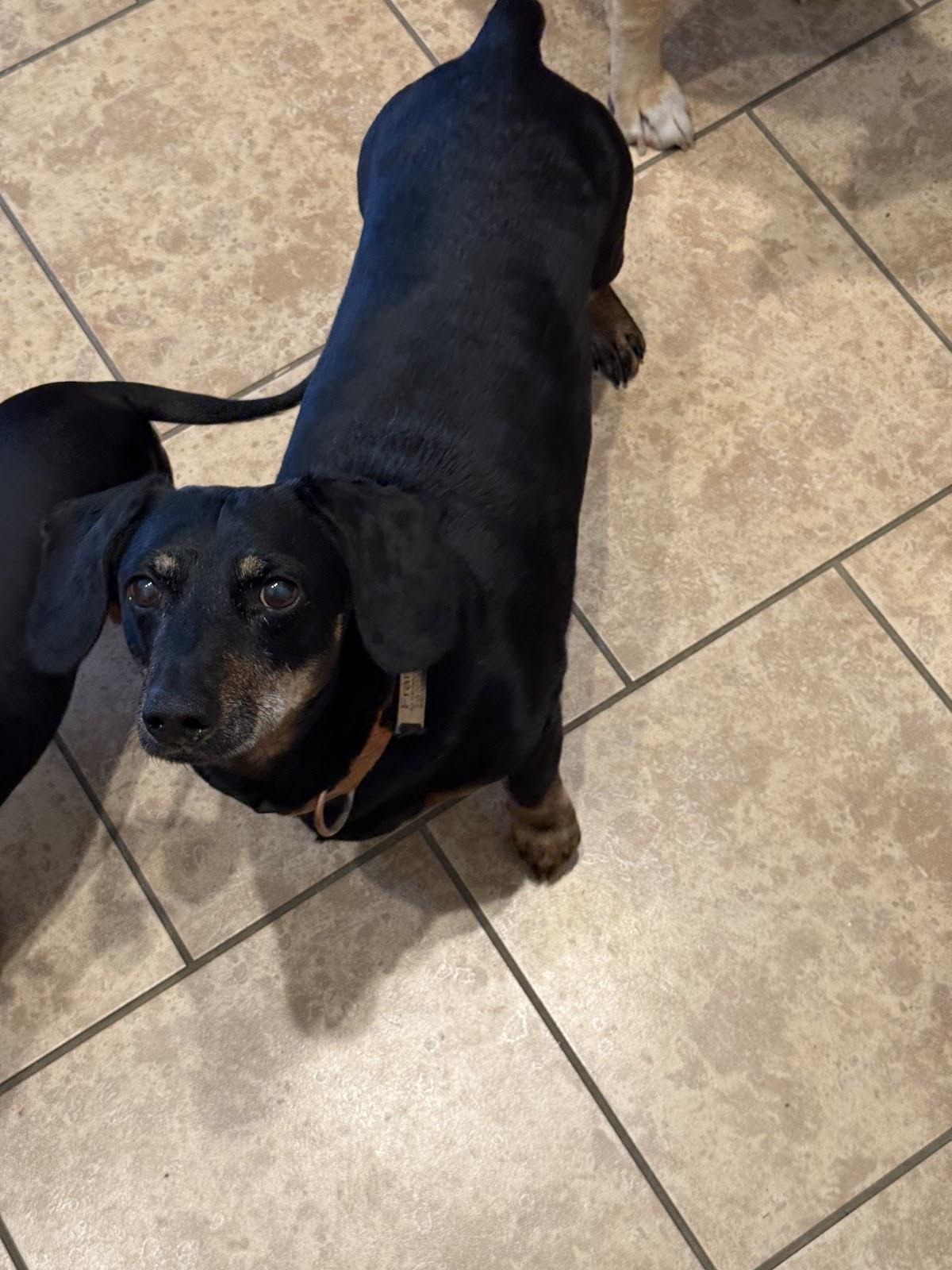 Dog for adoption - FRANK, a Dachshund in Georgetown, KY | Petfinder
