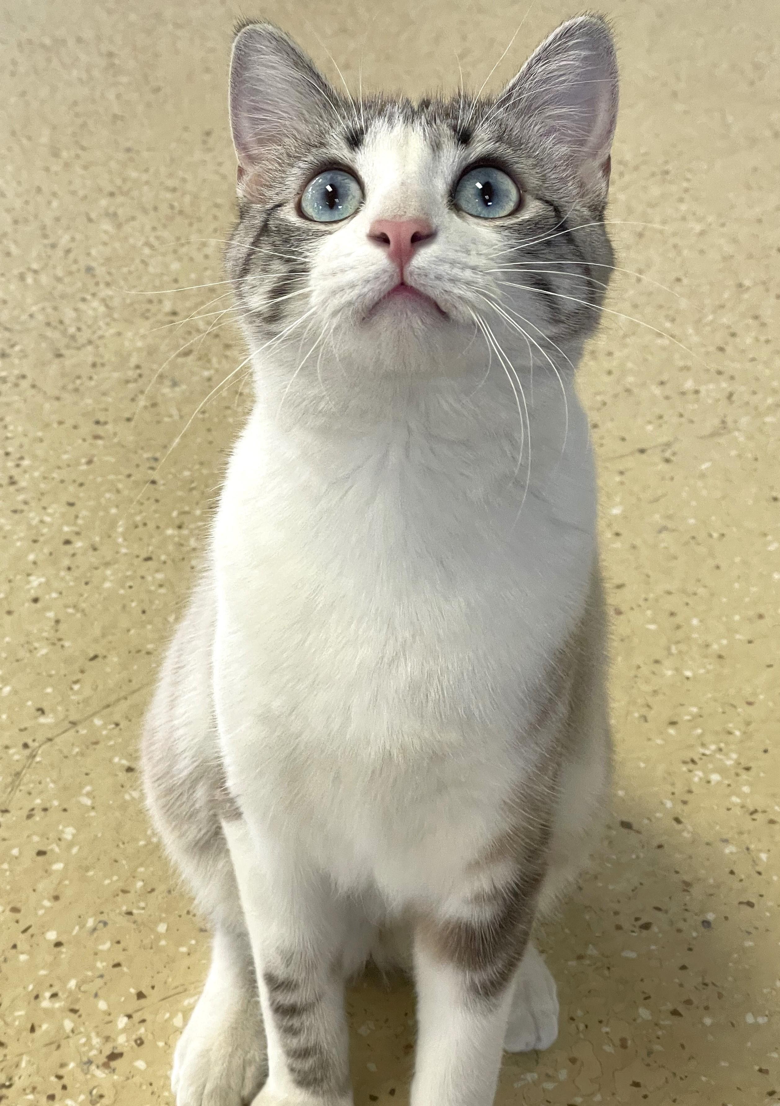 Cat for adoption - Lord FlufferNutter, a Siamese & Domestic Short Hair ...