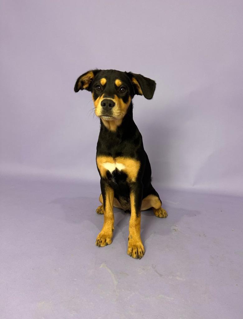 Dog for adoption - Valentino, a Rottweiler & Labrador Retriever Mix in ...